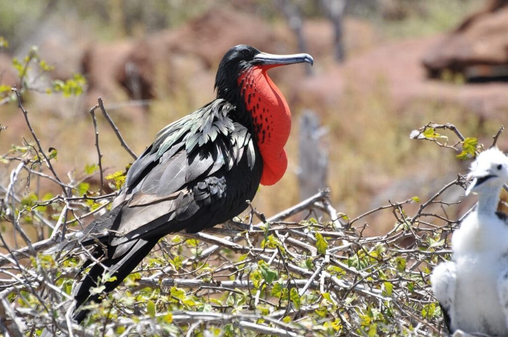 Top 10 Fastest Flying Birds in the World
